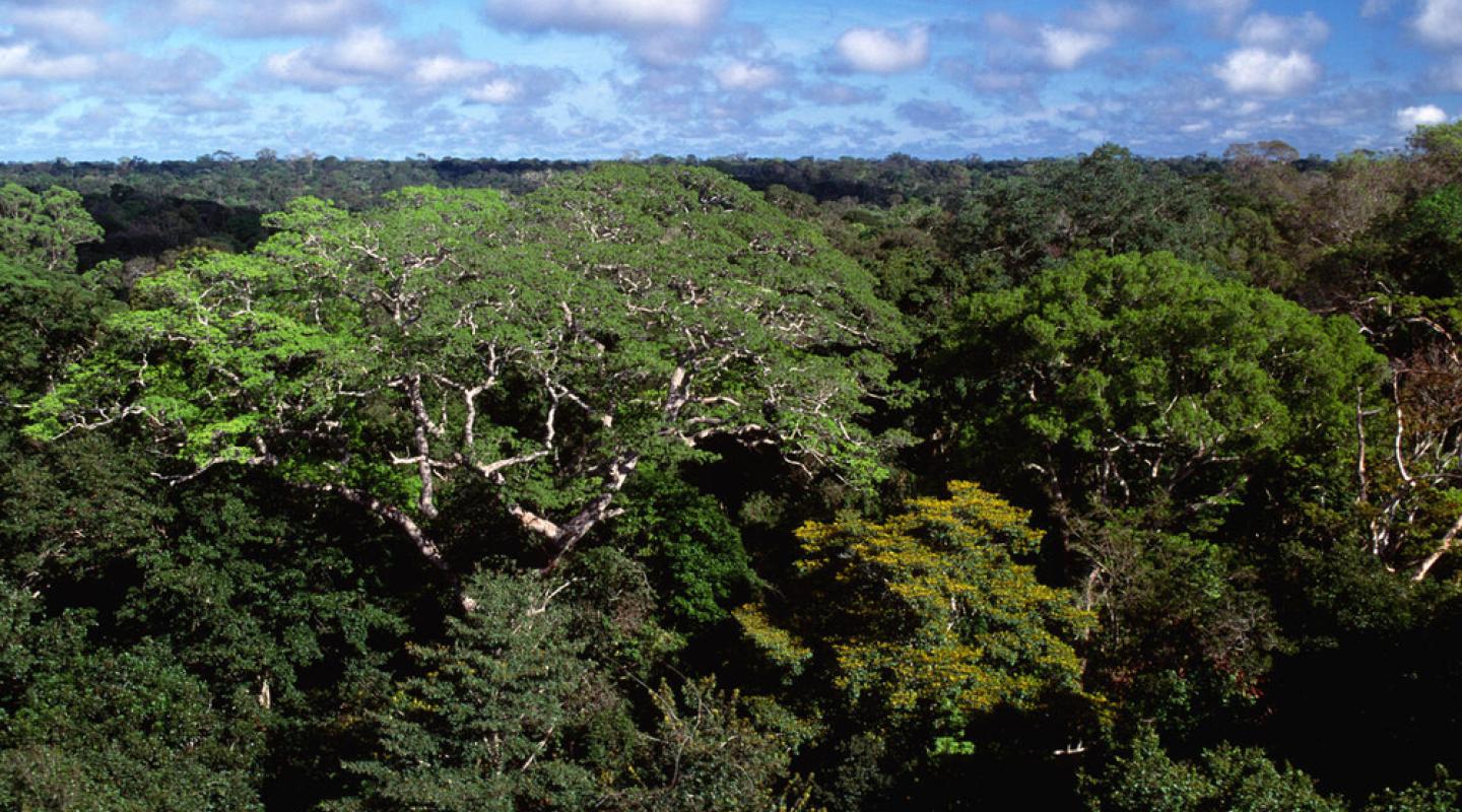 Top 10 facts about Forests | WWF